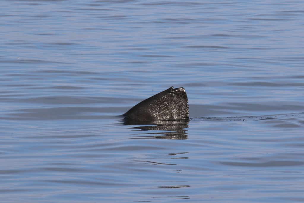 Basking Sharks (Cetorhinidae) - Marine Life Identification