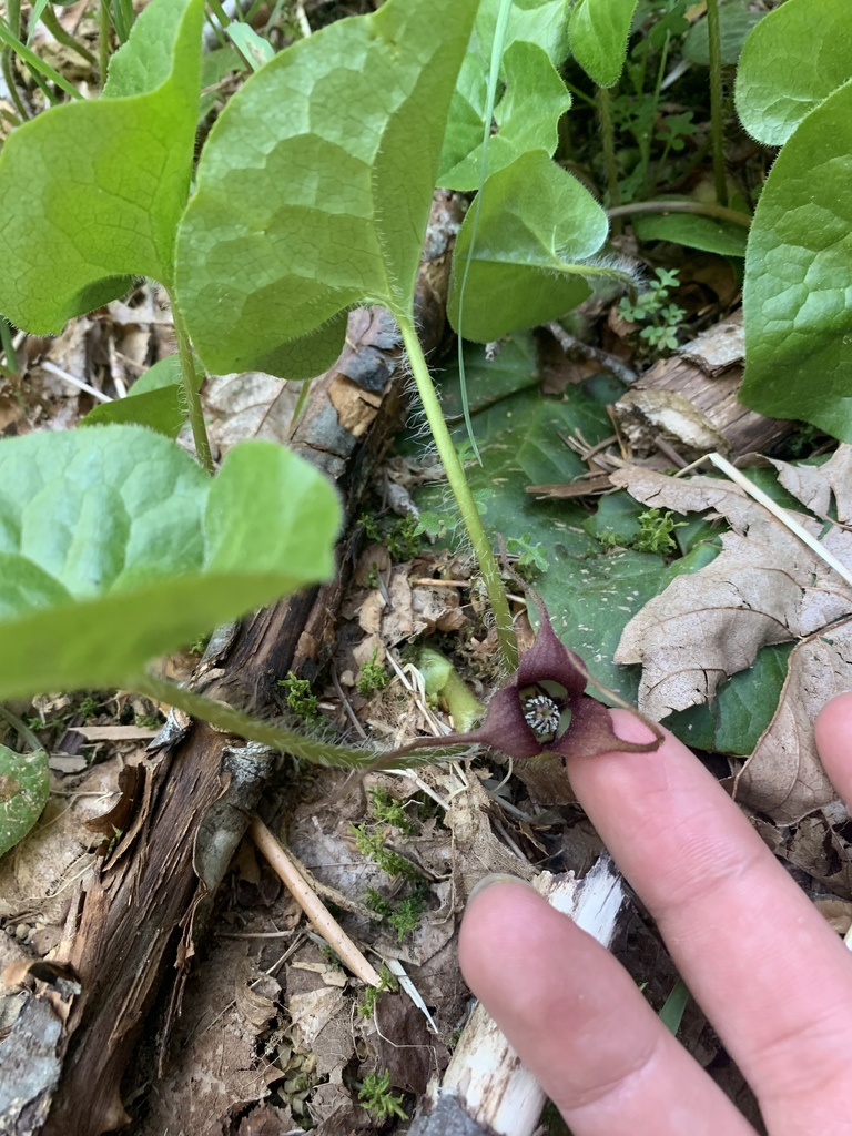 Western Wild Ginger from Willamette National Forest, Blue River, OR, US ...