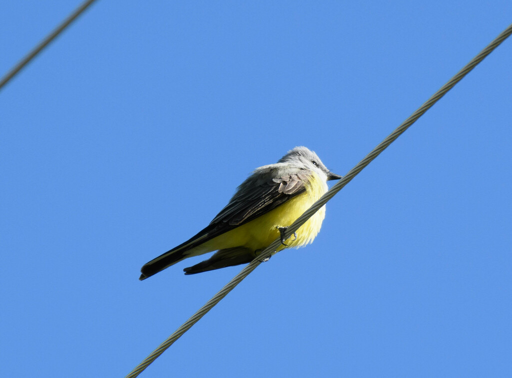 Western Kingbird from Morley Nelson Snake River Birds of Prey, Murphy ...