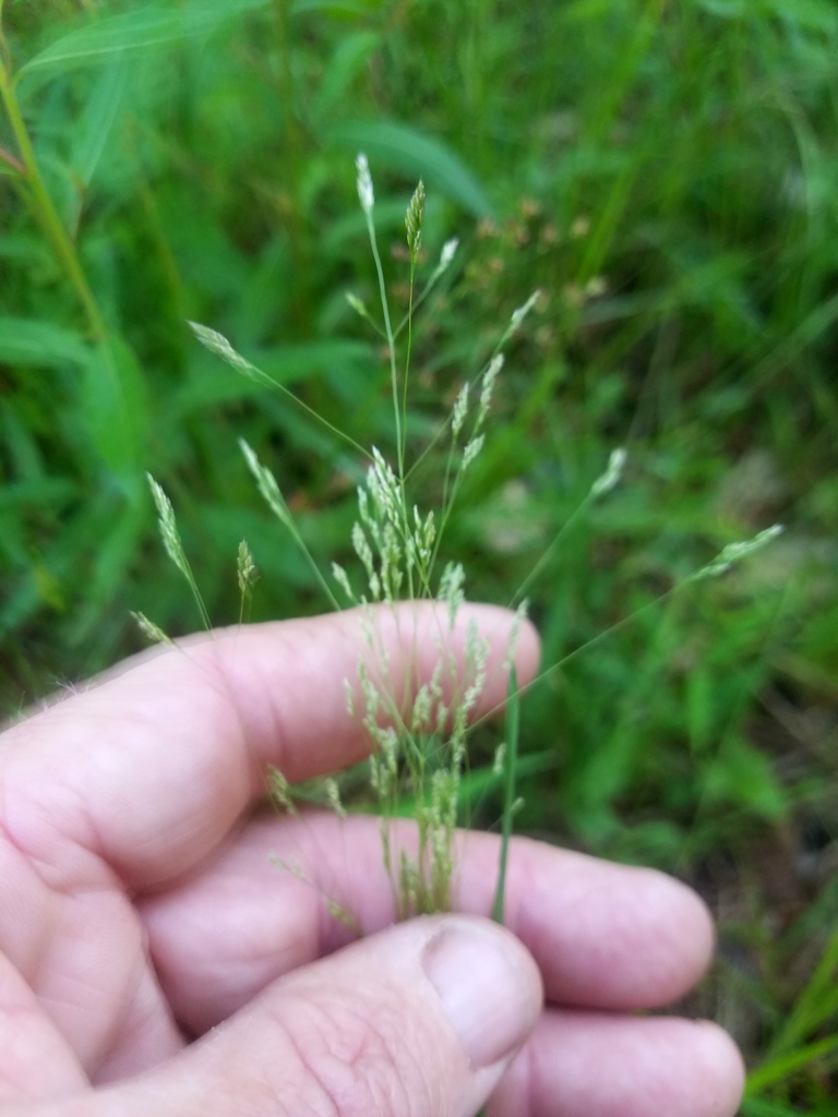 Winter Bentgrass from Montgomery County, TX, USA on April 26, 2019 at ...