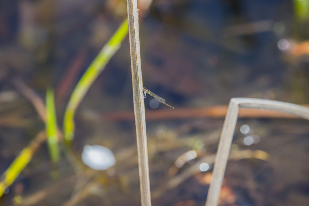 Fragile Forktail from Dupage County, IL, USA on May 1, 2024 at 12:17 PM ...