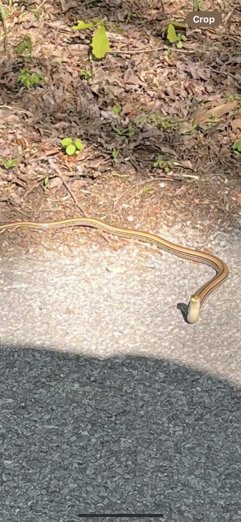 Eastern Slender Glass Lizard in May 2024 by cem9235 · iNaturalist