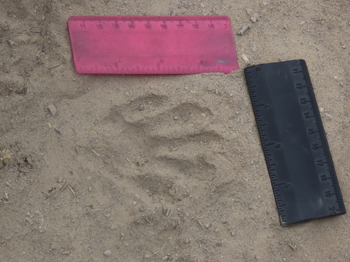 Raccoon Tracks – NatureTracking