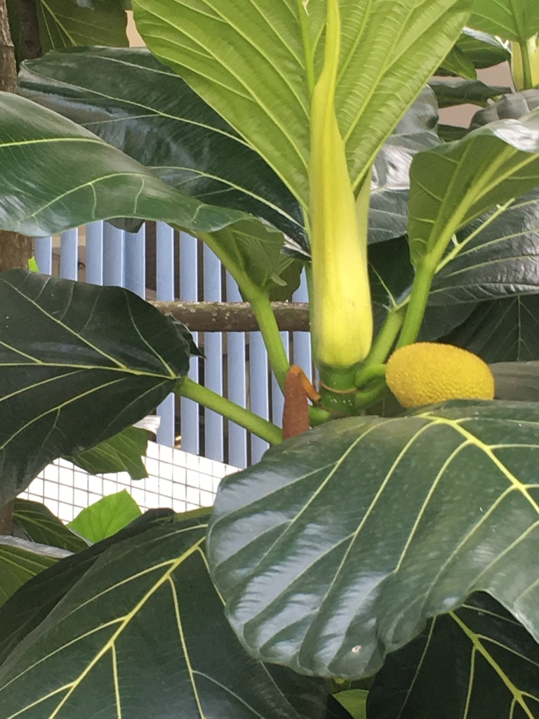Breadfruit from 1 Kong Sin Wan Road, Pok Fu Lam, , HK on April 29, 2019 ...