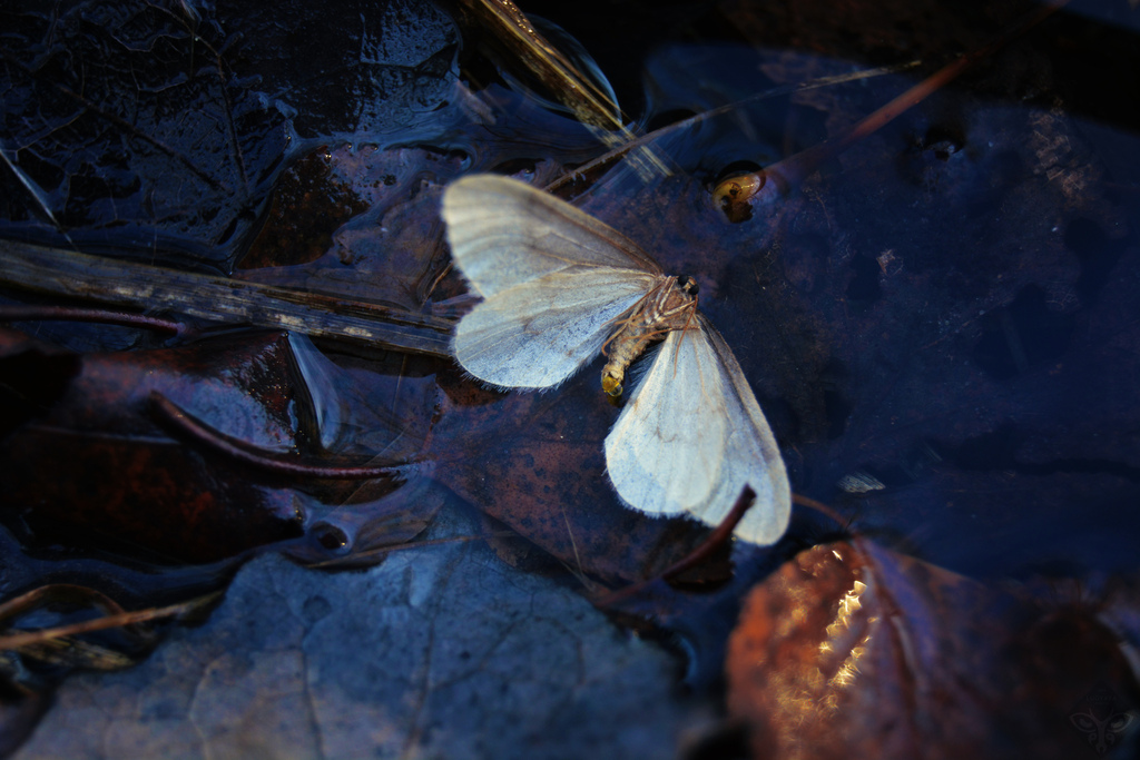 Northern Winter Moth from Великие Луки, Псковская обл., Россия on ...