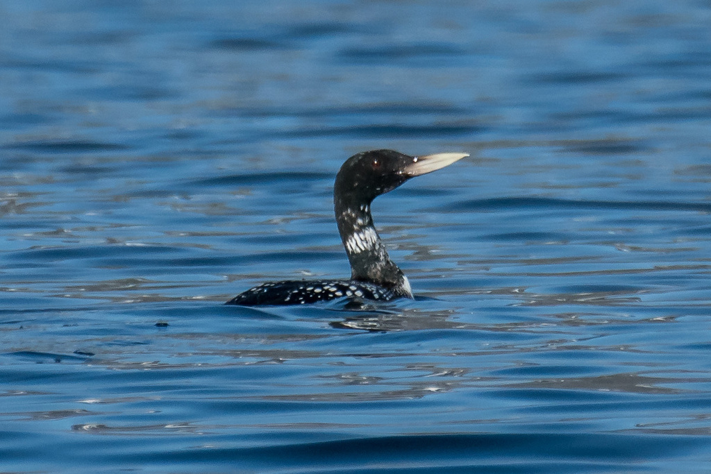 Yellow-billed Loon from El Dorado County, CA, USA on May 2, 2024 at 12: ...