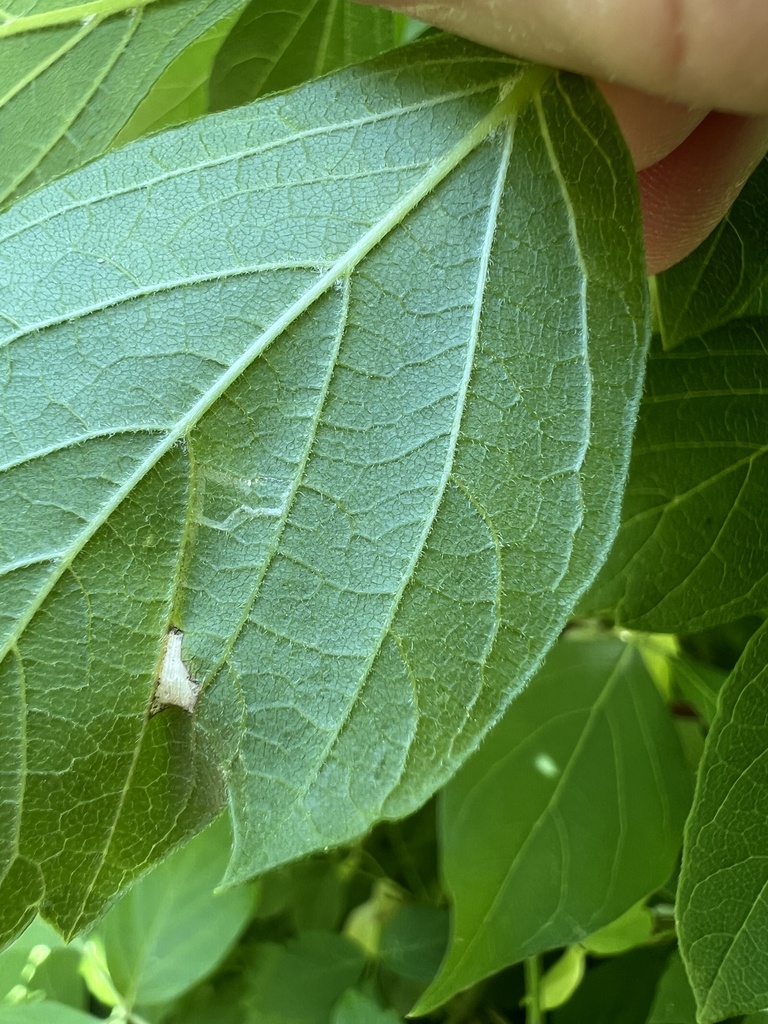 Boxelder Leafroller Moth from Piscataway Park, Accokeek, MD, US on April 28, 2024 at 12:20 PM by ...