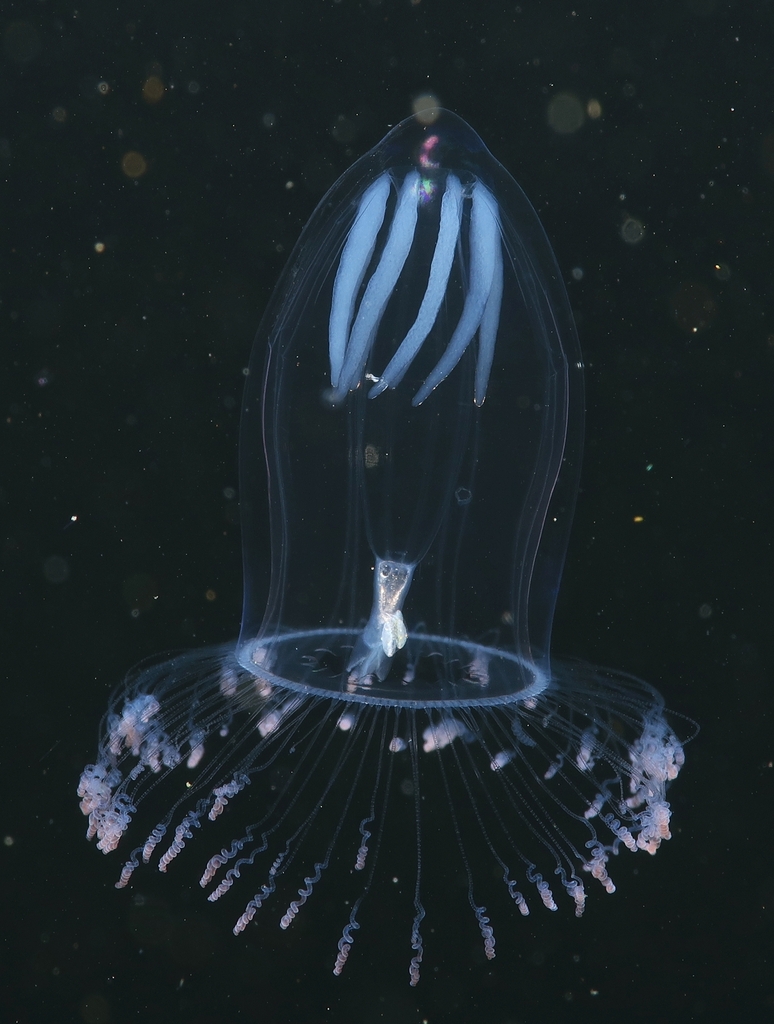 Aglantha digitale (Jellyfish, Hydrozoans, and Comb Jellies of the ...
