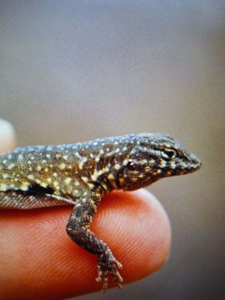 Common Side-blotched Lizard from Springfield, MO 65807, USA on May 2 ...
