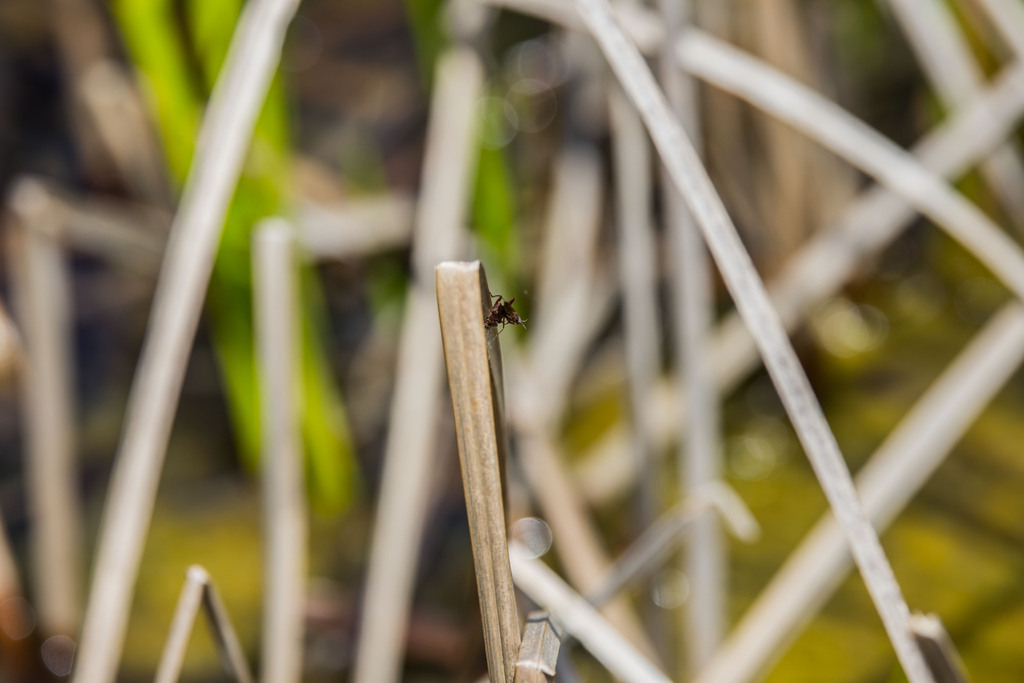 Acalyptrate Flies from Dupage County, IL, USA on May 1, 2024 at 12:23 ...