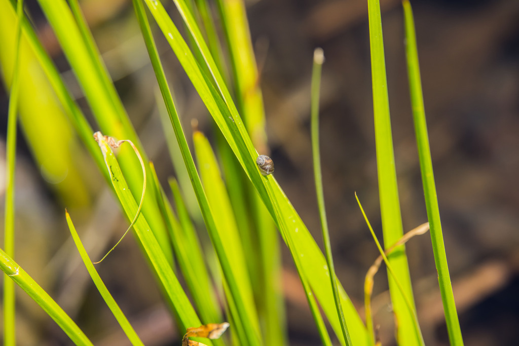 Slender Amber Snail from Dupage County, IL, USA on May 1, 2024 at 12:23 ...
