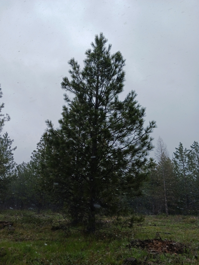 North Plateau Ponderosa Pine from Union County, US-OR, US on May 2 ...