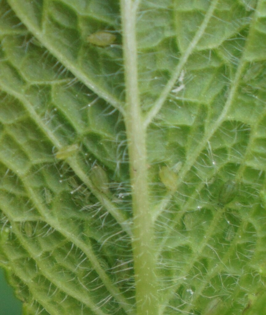 Hawthorn-Mint Aphid in May 2024 by El Vaquero Loco. On spearmint ...