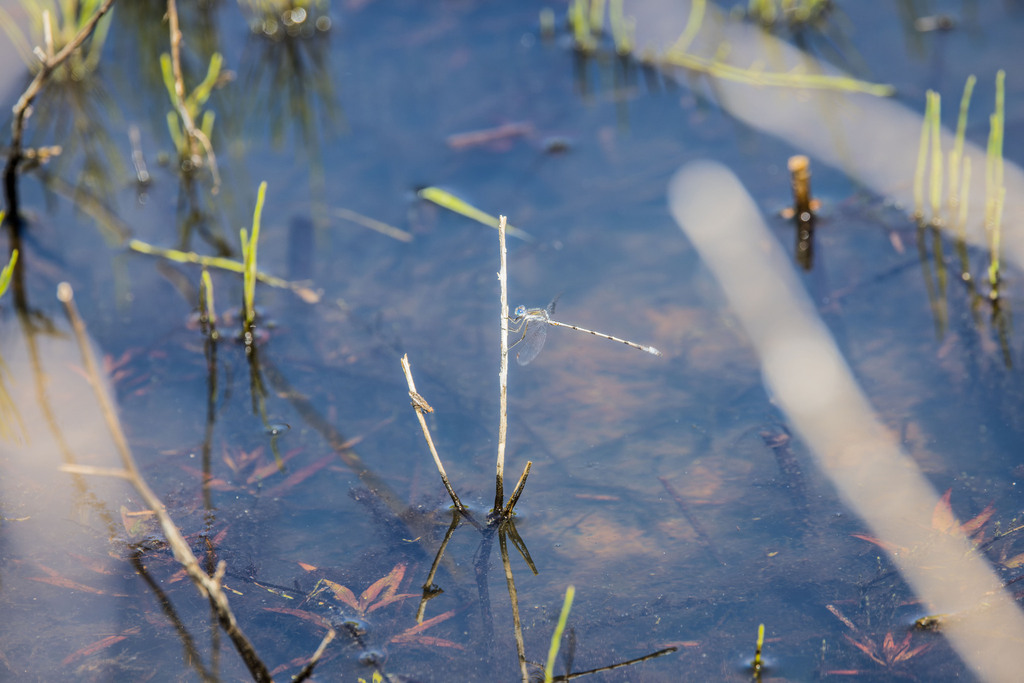 Pond Spreadwings from Dupage County, IL, USA on May 1, 2024 at 01:16 PM ...