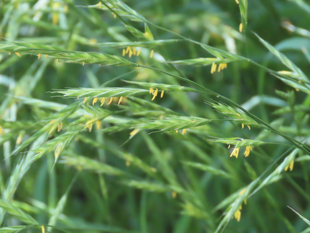 California brome from 150 Blue Heaven Road, Patagonia, AZ 85624, USA on ...