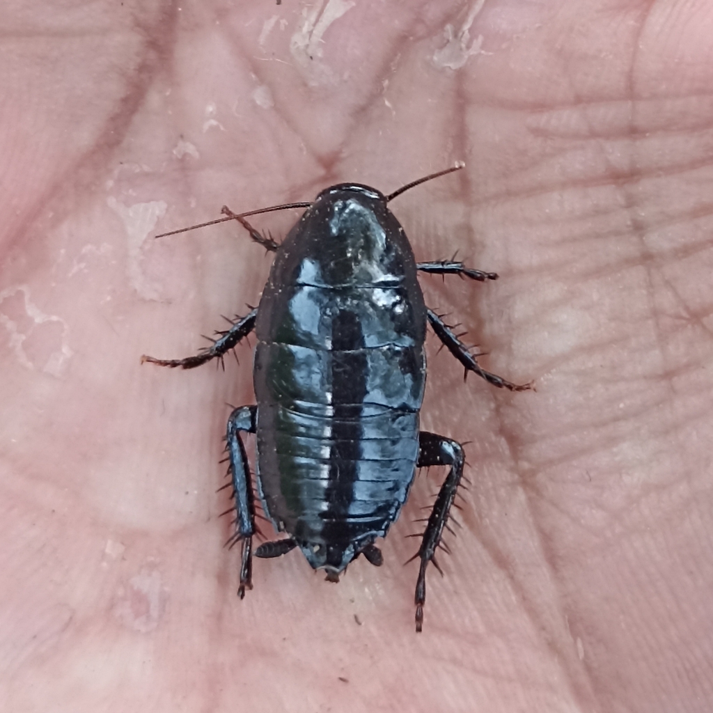 Household Cockroaches and Allies from 4P3J+RQW, Managua, Nicaragua on ...