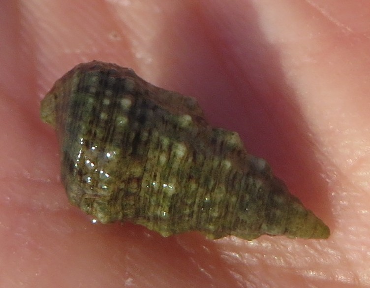 Cerithium eburneum Bruguière, 1792