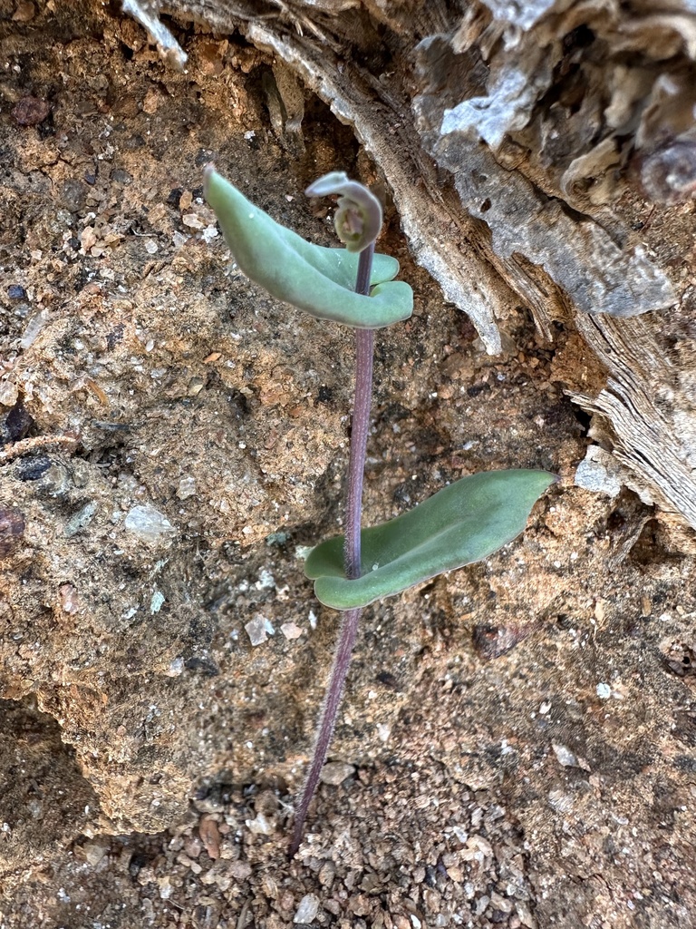Clambering Babooncabbage from Nama Khoi Rural, Springbok, NC, ZA on May ...