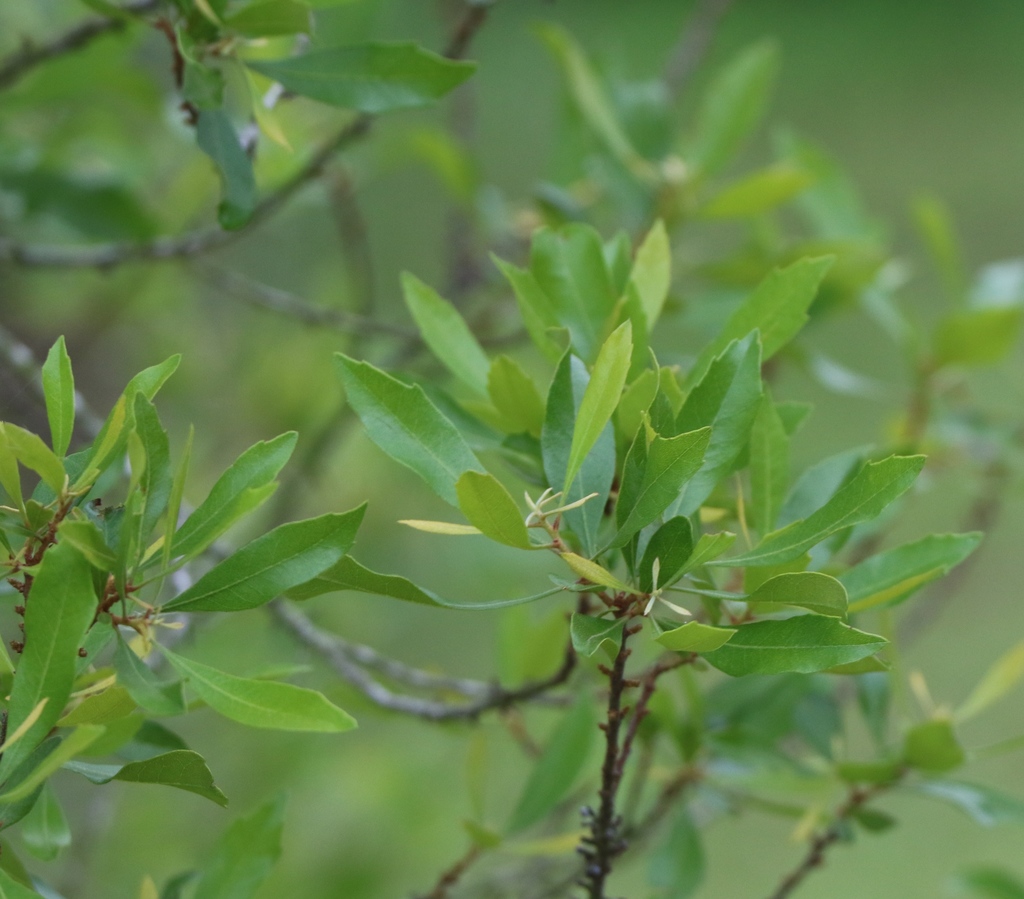 wax myrtle from Bastrop County, TX, USA on April 29, 2019 at 08:20 AM ...