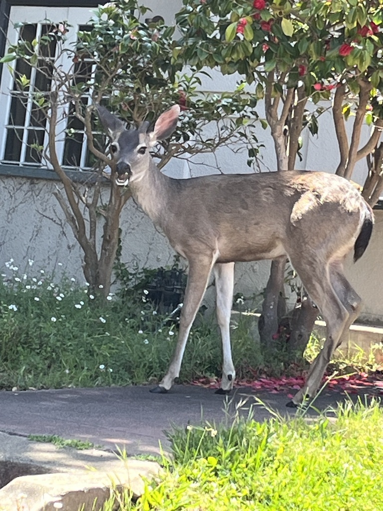 Columbian Black-tailed Deer from Ensenada Ave, Berkeley, CA, US on May ...