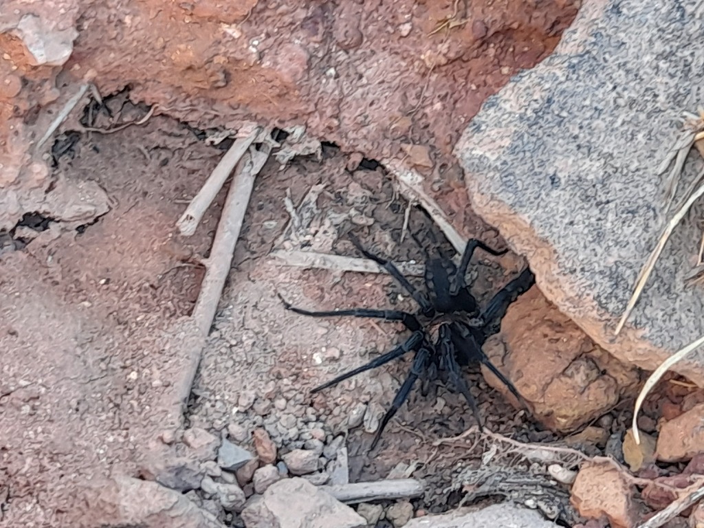 Typical Curtain-web Spiders from Do Iracy, Itacoatiara - AM, 69100-000 ...