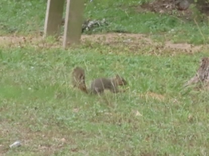 Eastern Fox Squirrel from CR-193, Alvin, TX, US on April 28, 2024 at 11 ...