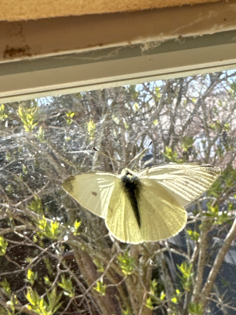 Small White from Kaitlin Dr, Richmond Hill, ON, CA on May 2, 2024 at 03 ...