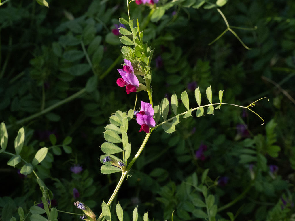 Common Vetch from Clairemont, San Diego, CA, USA on May 1, 2024 at 06: ...