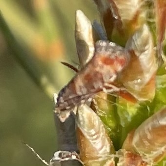 Pine Tip Moths from Long Island, South Setauket, NY, US on May 2, 2024 ...
