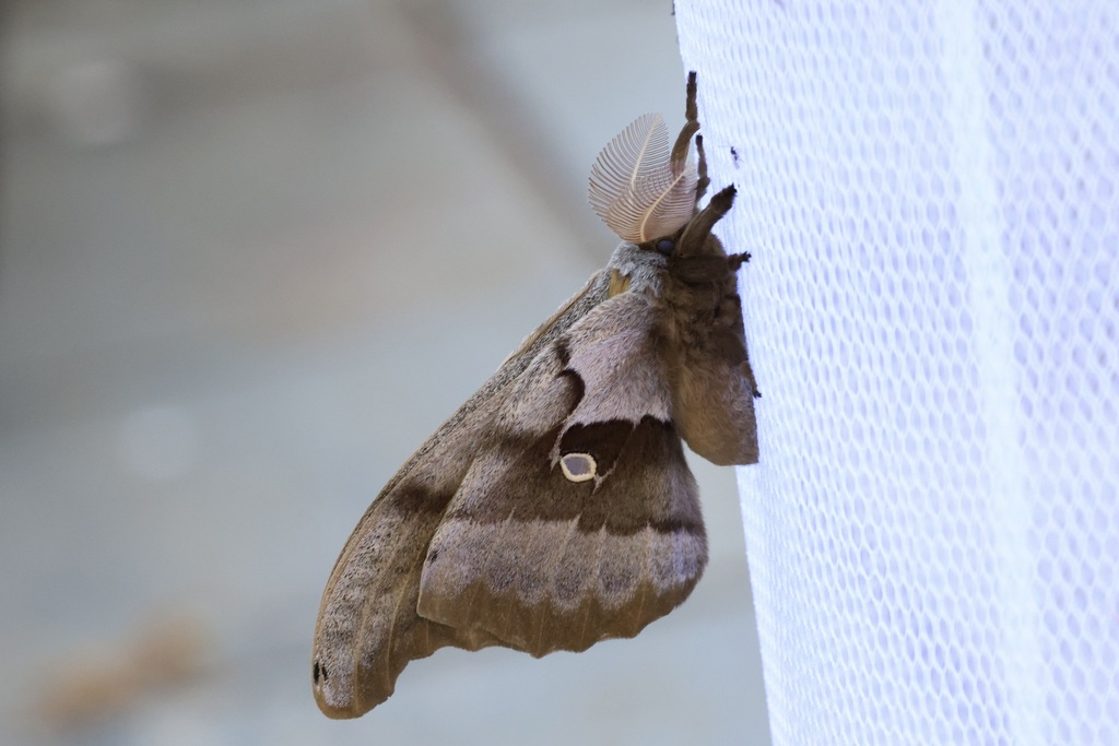 Polyphemus Moth from Talmage, CA 95482, USA on May 2, 2024 at 07:20 AM ...