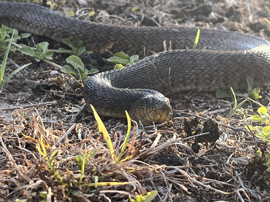 Florida Green Watersnake in May 2024 by Matthew. Lifer! · iNaturalist