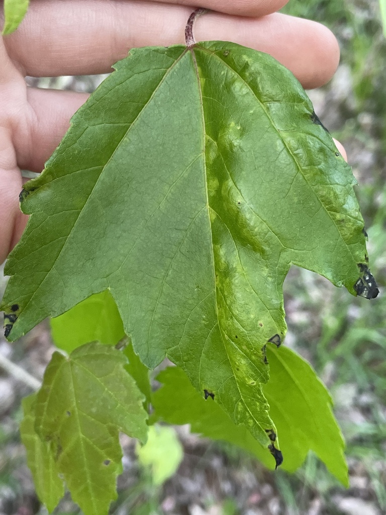 Taphrina dearnessii from Kratz Rd, Collegeville, PA, US on May 2, 2024 ...