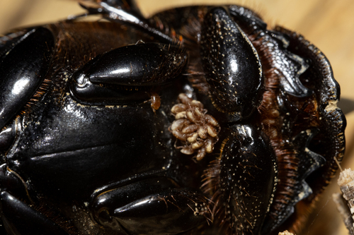 Genus Parasitus · iNaturalist