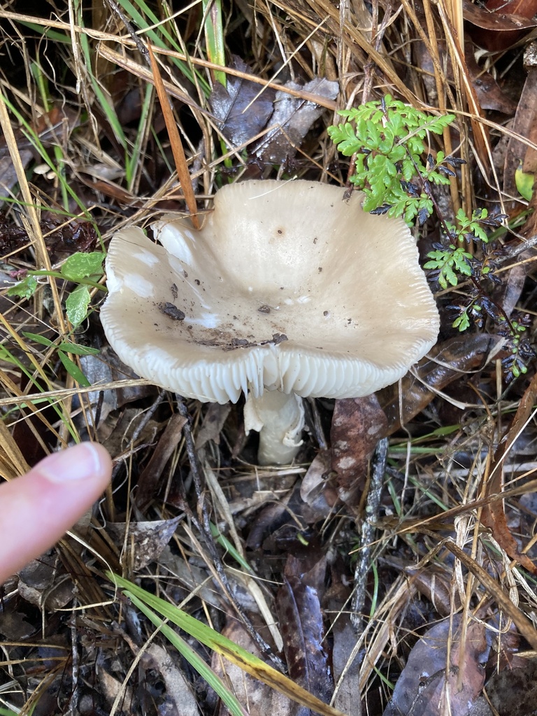 Marbled Death Cap from Coomba Park, NSW, AU on May 3, 2024 at 08:29 AM ...