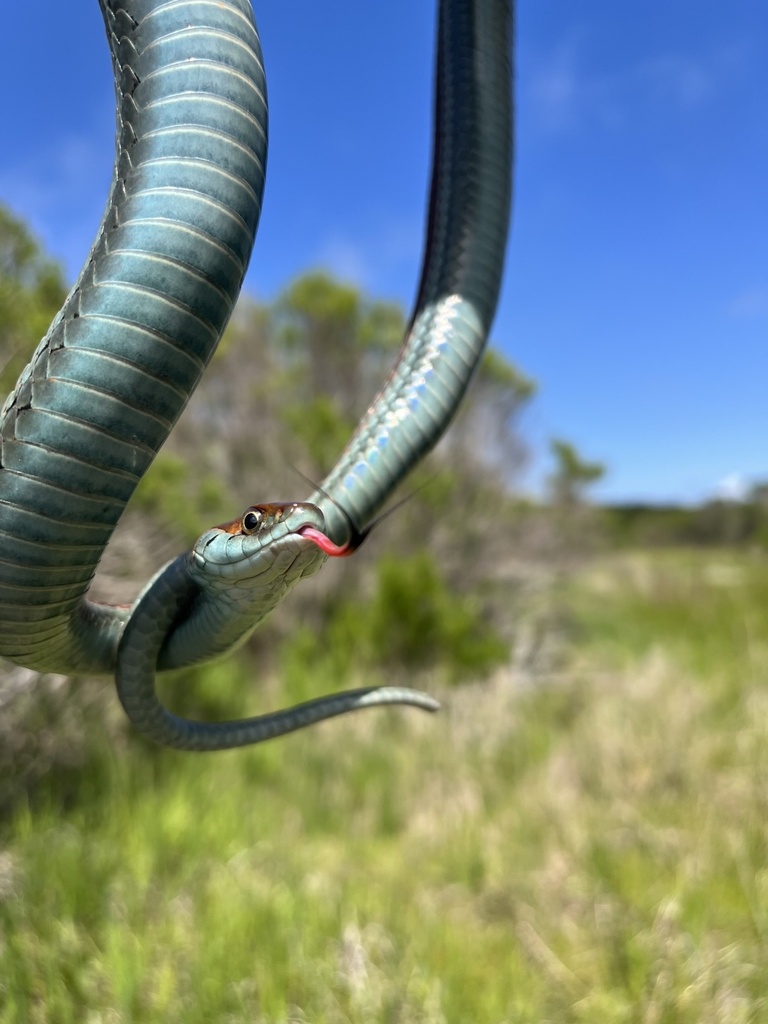 Common Garter Snake in April 2024 by jkonishi · iNaturalist