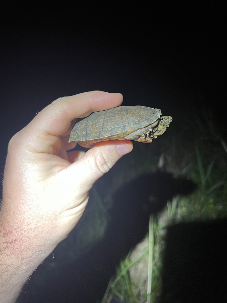 Stripe-necked Musk Turtle in April 2024 by Seamus O'Brien · iNaturalist