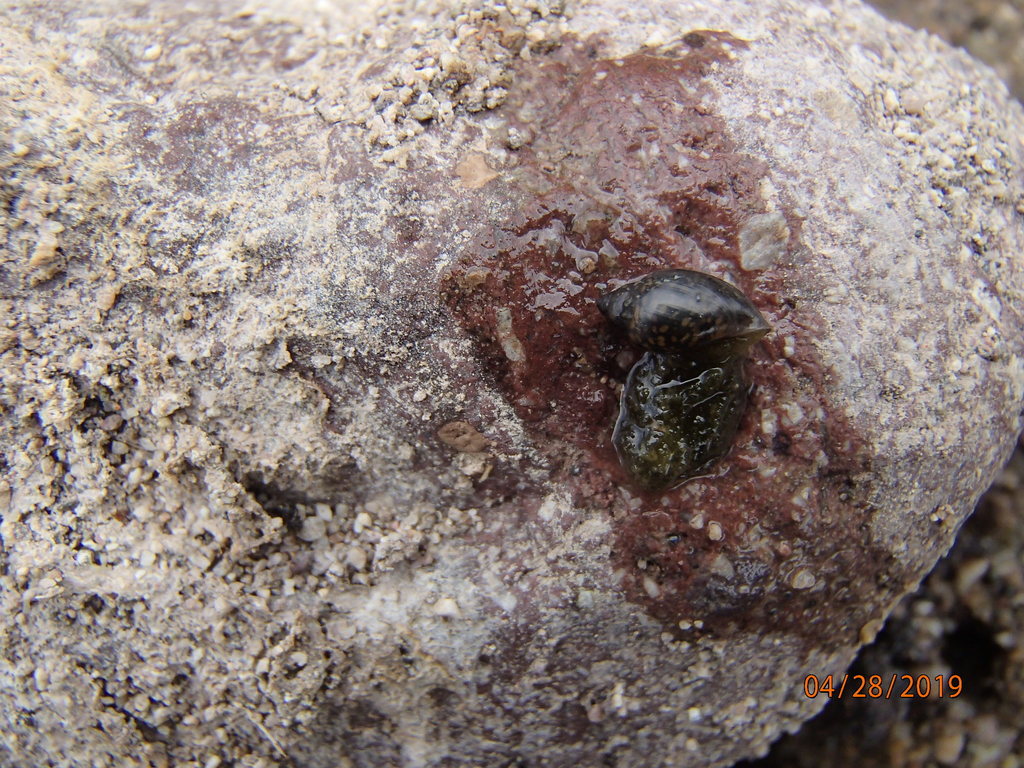 Acute Bladder Snail from Mazatlán, Sin., México on April 28, 2019 at 12 ...
