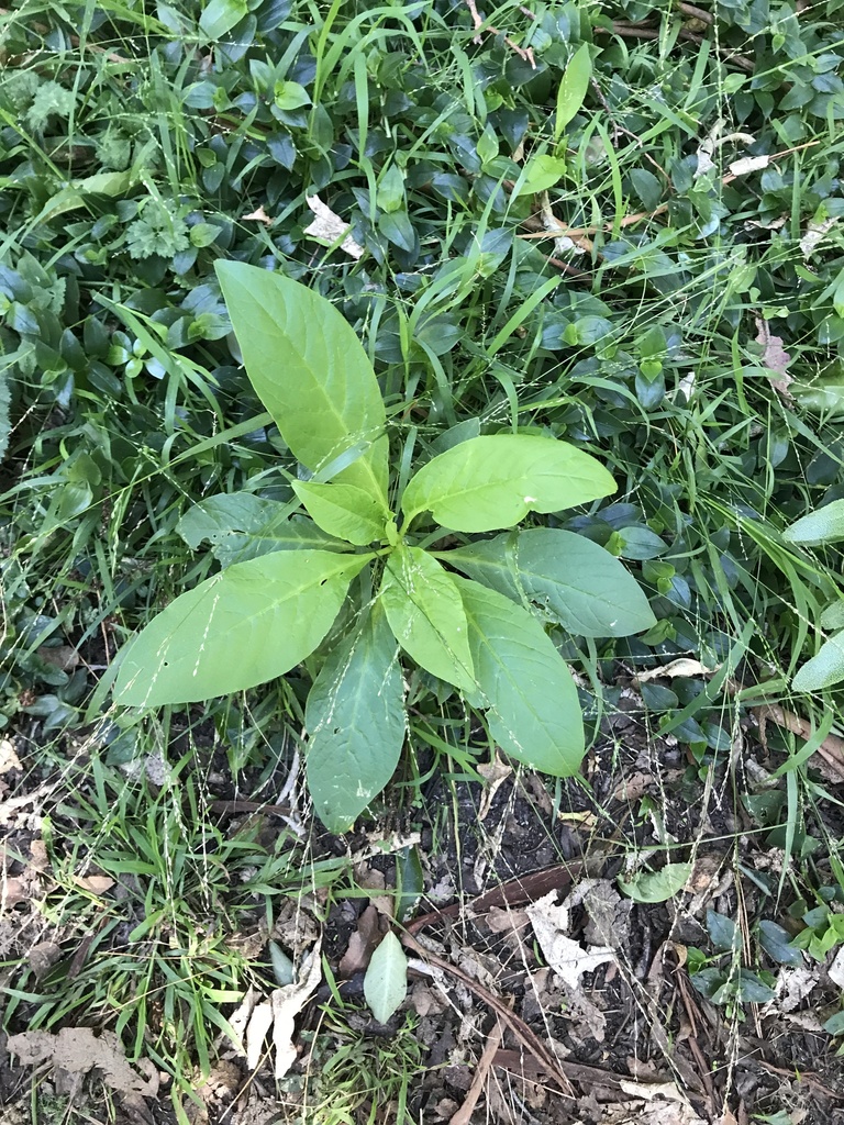 Inkweed from Mt Albert Park, Wellington, Wellington, NZ on April 29 ...