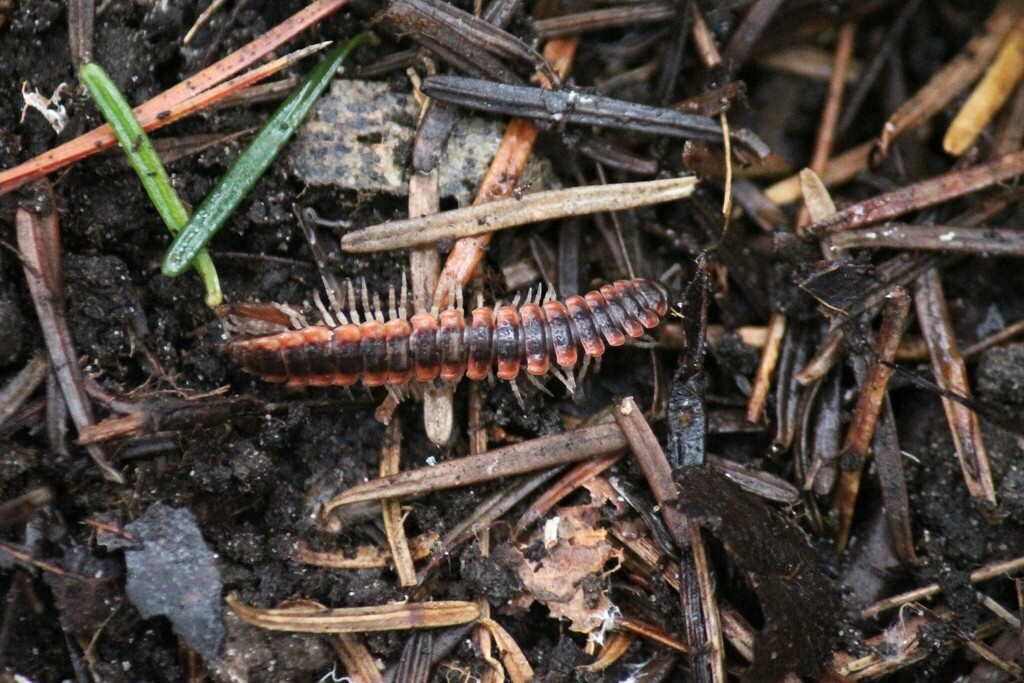 Canadian Flat-back Millipede from Sault Ste. Marie, MI 49783, USA on ...