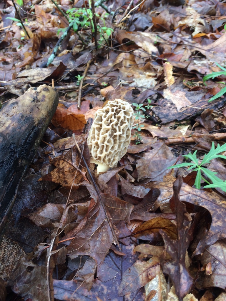 white morel in April 2019 by Brian Hunt. Close to an ash tree base ...