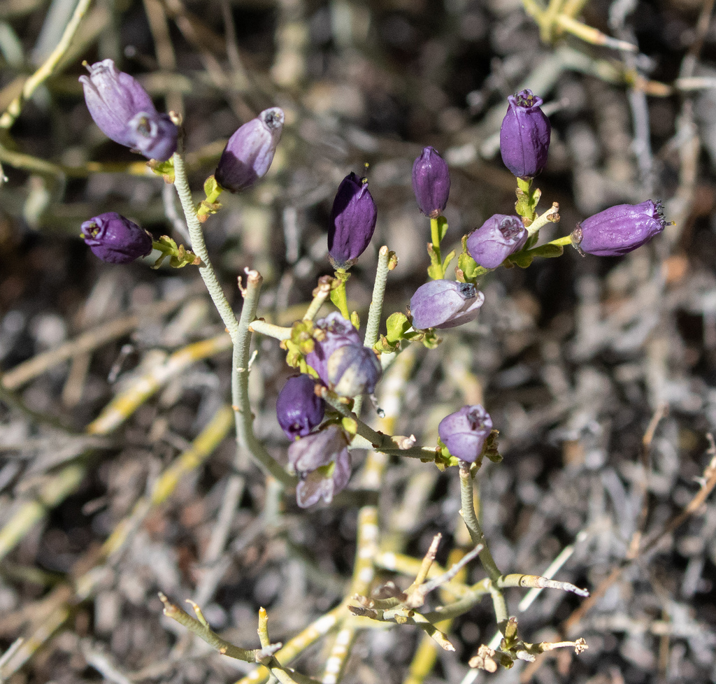 Turpentine Broom from San Bernardino County, CA, USA on April 17, 2019 ...
