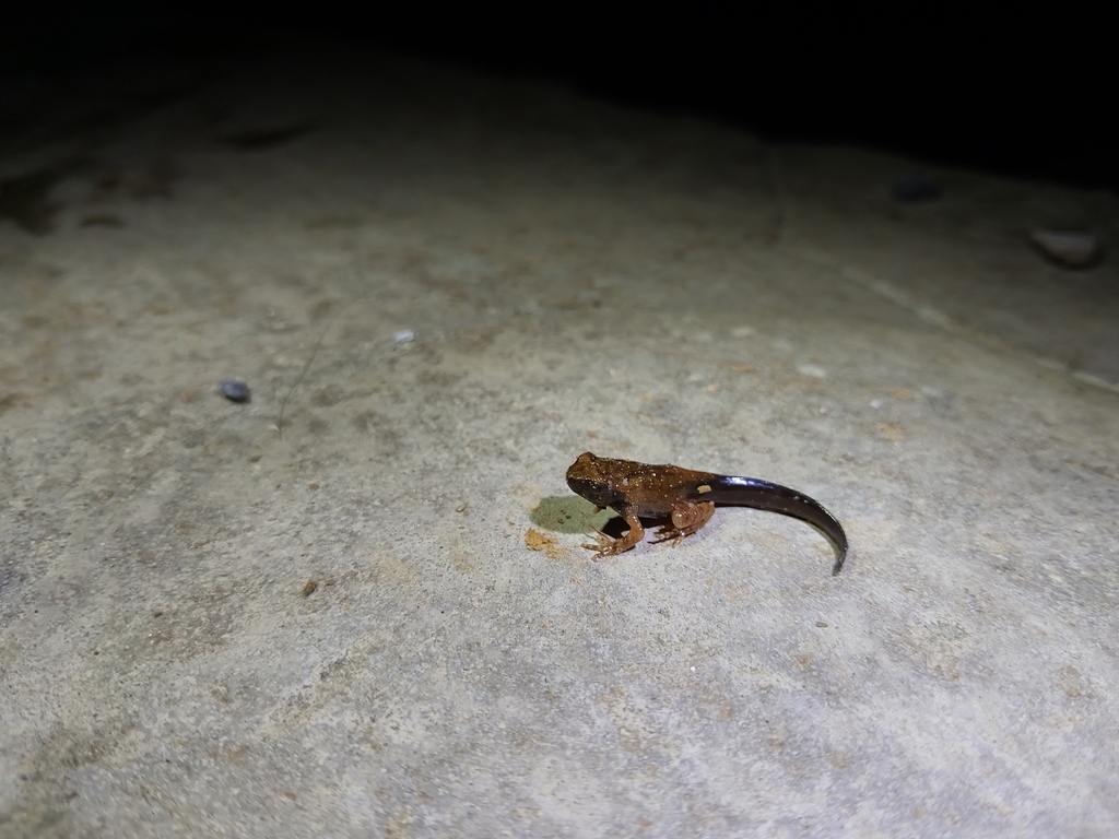 Pale-shouldered Horned Toad in May 2024 by rainbowlkc. smart · iNaturalist