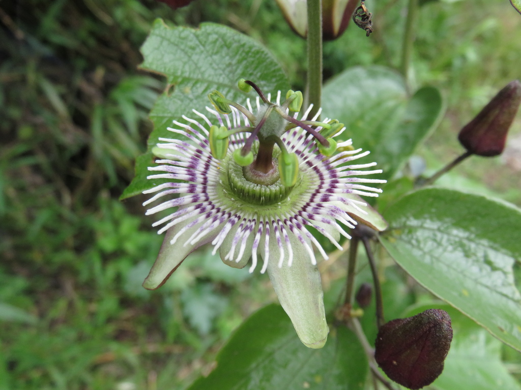 (Passiflora tatei) - Botanical Realm