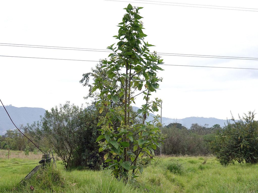 Smallanthus pyramidalis from bosque nativo las mercedes, Suba, Bogotá ...