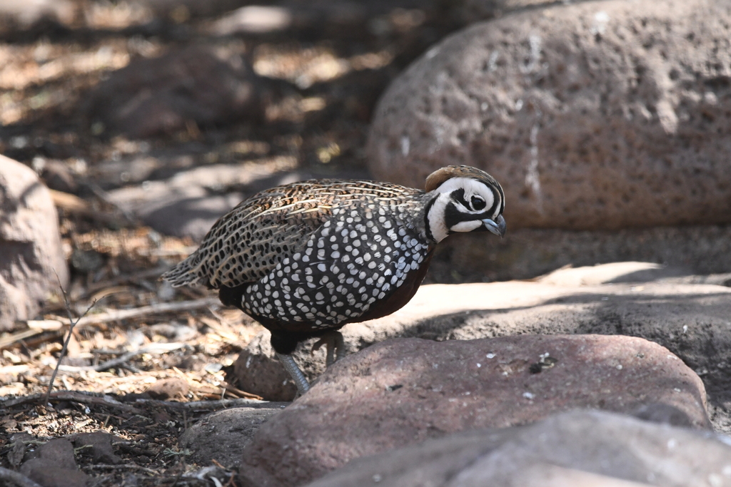 Codorniz de Moctezuma desde Jeff Davis County, TX, USA el 29 de abril ...