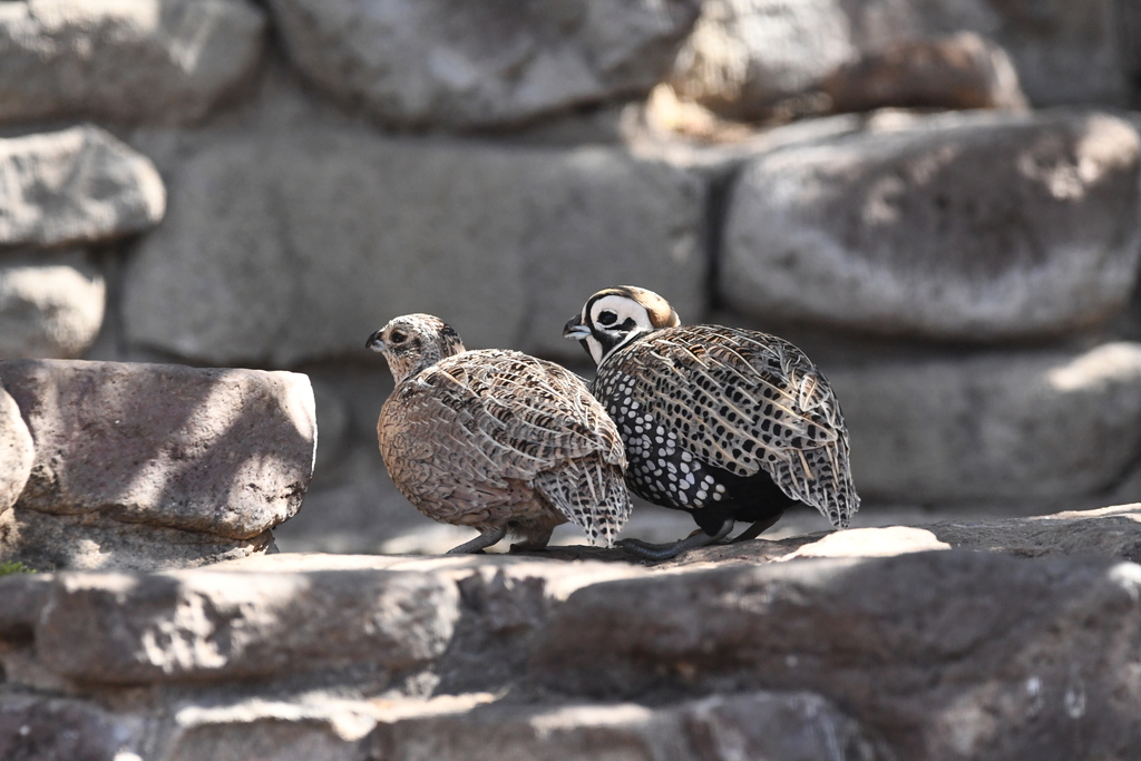 Codorniz de Moctezuma desde Jeff Davis County, TX, USA el 29 de abril ...