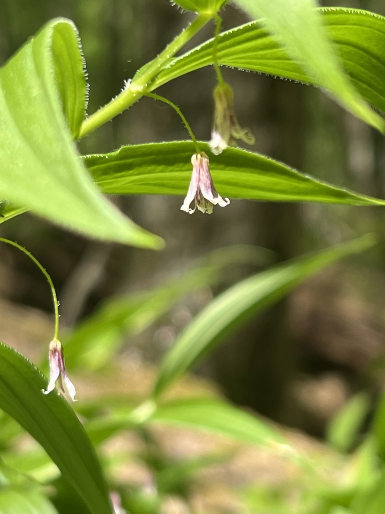 rose twisted-stalk from Randolph County, WV, USA on May 2, 2024 at 11: ...