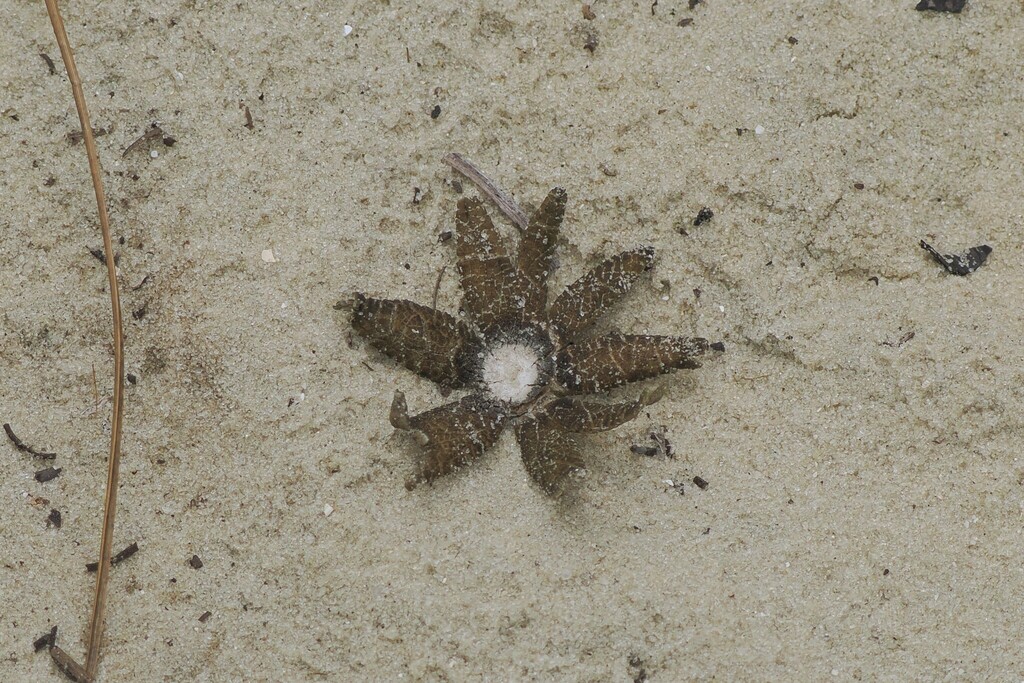 Hygroscopic Earthstar from High Ridge Natural Scrub Area 7300 High ...