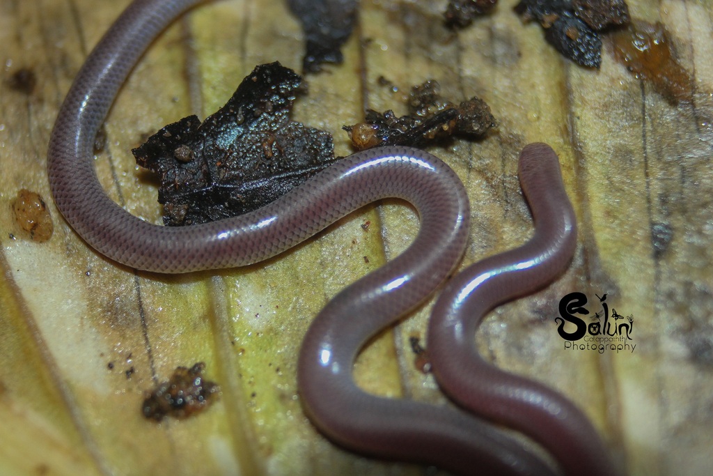 Indotyphlops from Kalutara North, Sri Lanka on April 26, 2024 at 09:27 ...