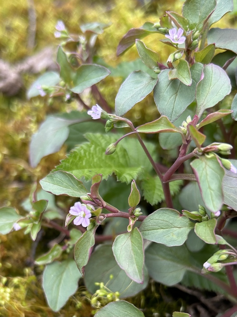 Diffuse Montia (Montia diffusa) - Botanical Realm